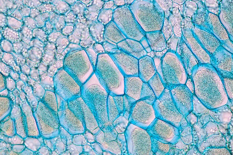 Host Cells with Spores Mold are Inside Wood. Stock Image - Image of ...