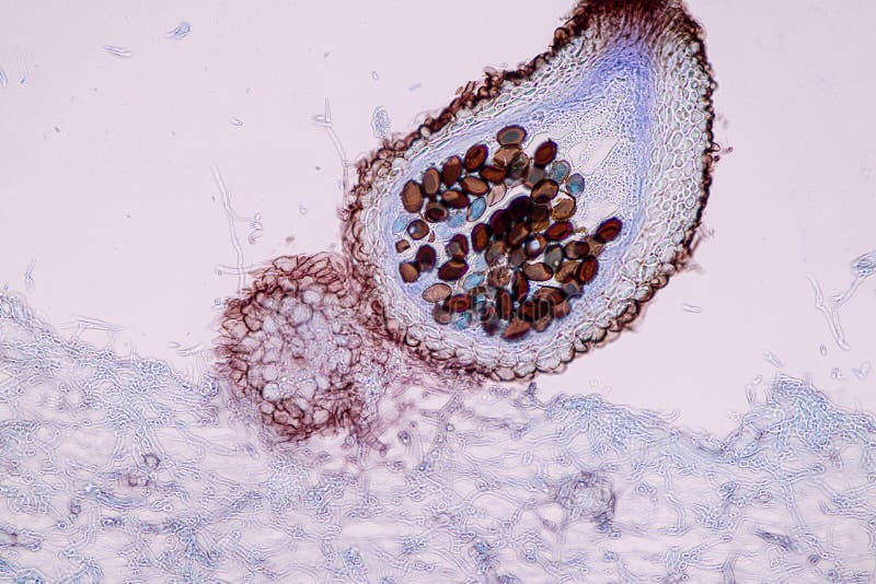 3+ Mold microscope Free Stock Photos - StockFreeImages