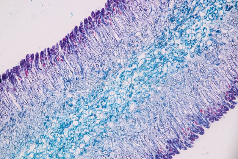 Ascospores Under Microscope