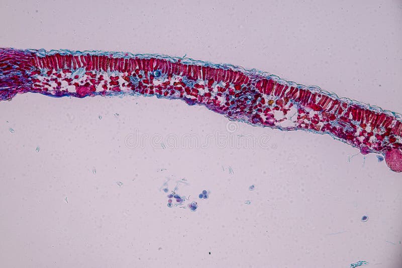 Host Cells with Spores Mold are Inside Wood Under the Microscope. Stock ...