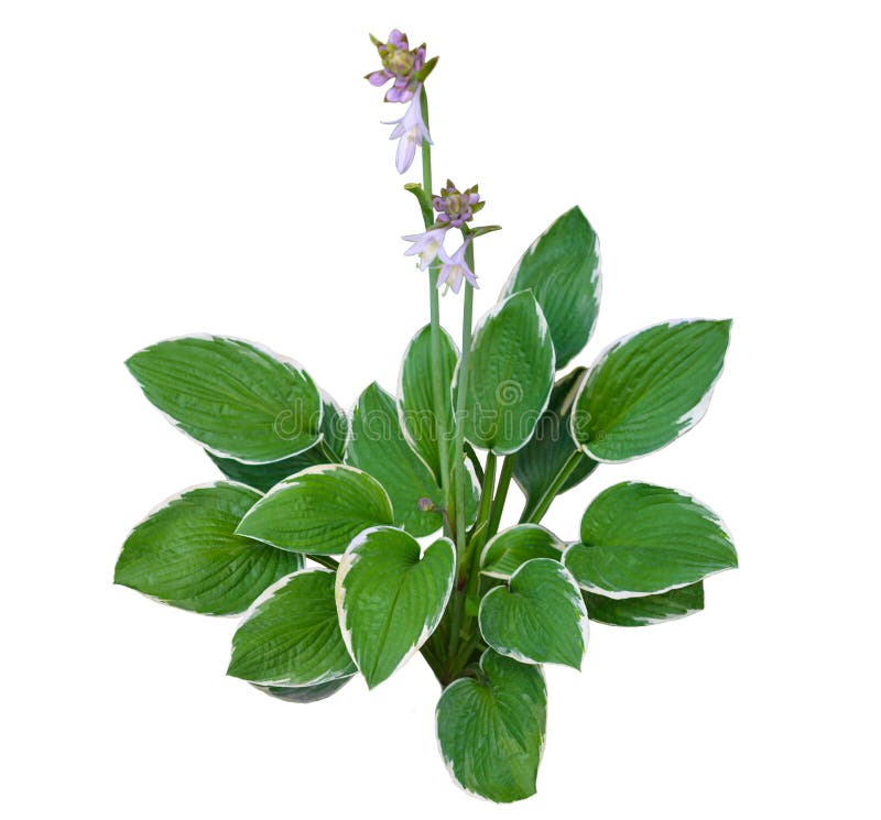 The Host of the Flower Grows on the Ground. Flowering Plants Host Stock ...