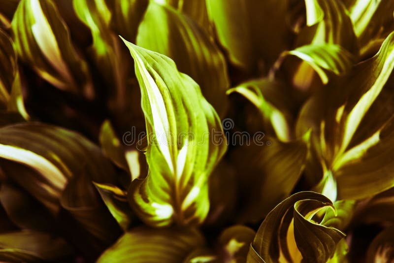 Host Plant. Bright Green Background with Leaves for Design Stock Image ...