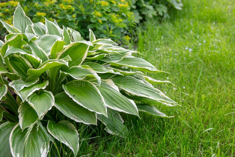 Host Plant. Bright Green Background with Leaves for Design. Hosta in ...