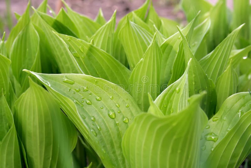 Iowa Hosta stock photo. Image of iowa, leaves, spring - 91512844