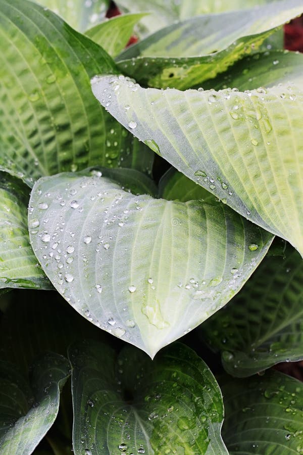 Solid green hosta leaf stock image. Image of leaves, hosta - 253895