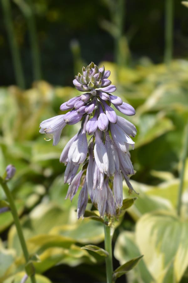 Hosta Austin Dickinson stock image. Image of leaf, flower - 323609619