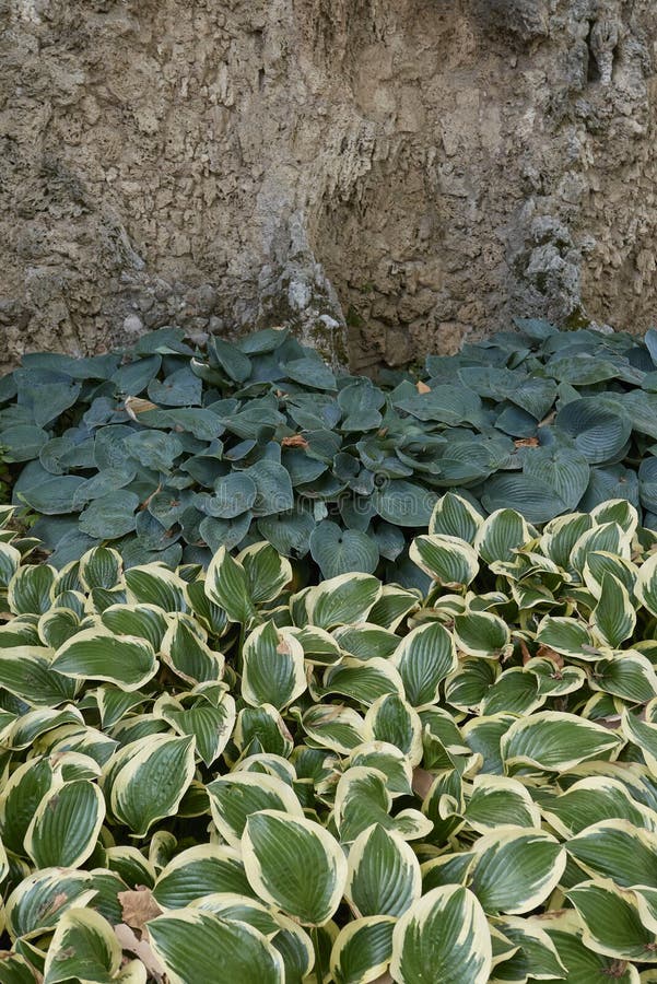Hosta Blut En Gevarieerd Blad Dicht Stock Foto - Image of tuinieren ...