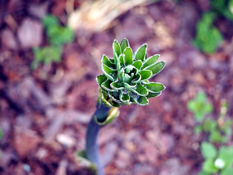 Hosta bud - spring stock image. Image of lush, ornamental - 64436887