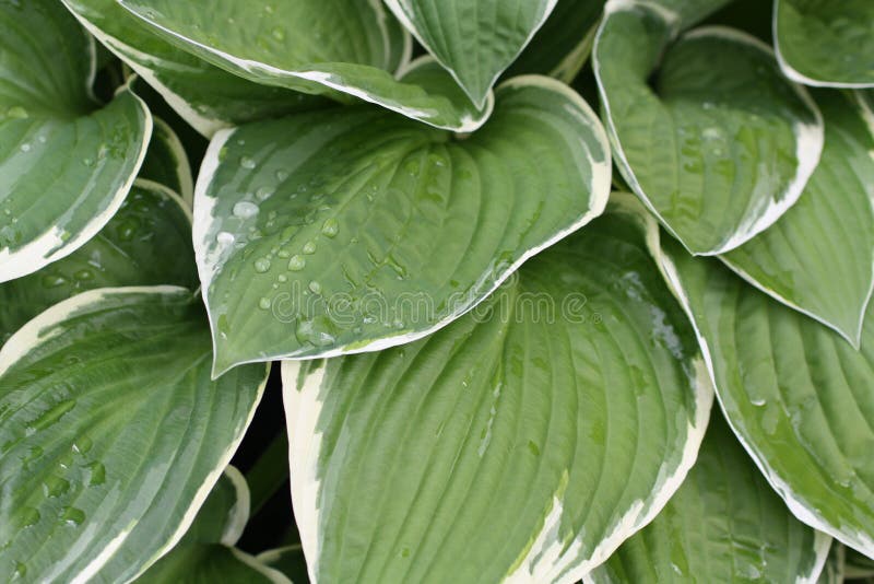 Hosta Bush with White Edge Water Droplets Stock Image - Image of close ...
