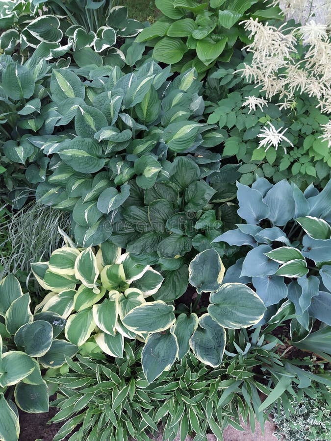 Hosta Bushes with Multi-colored Leaves Under a Tree in the Shade, Group ...