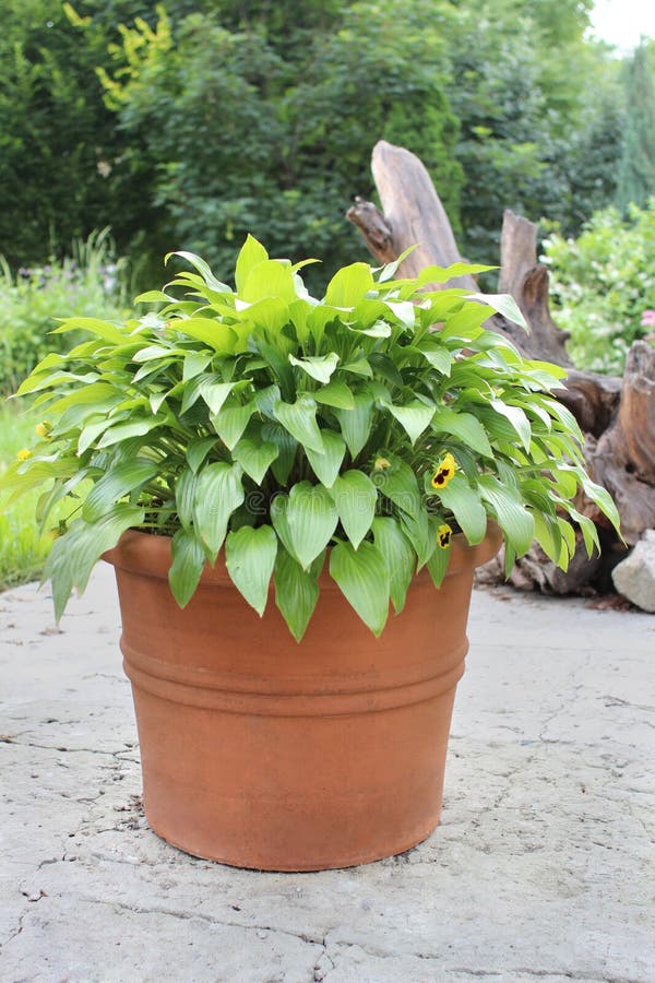 Hosta in clay pot stock image. Image of park, container - 41389799