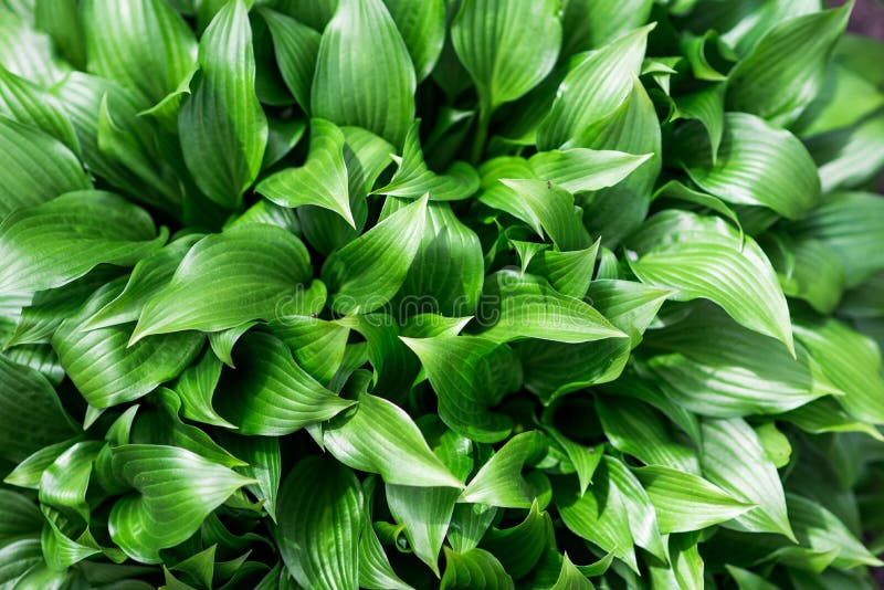 Hosta Tratt stock image. Image of hosta, texture, green - 93561373
