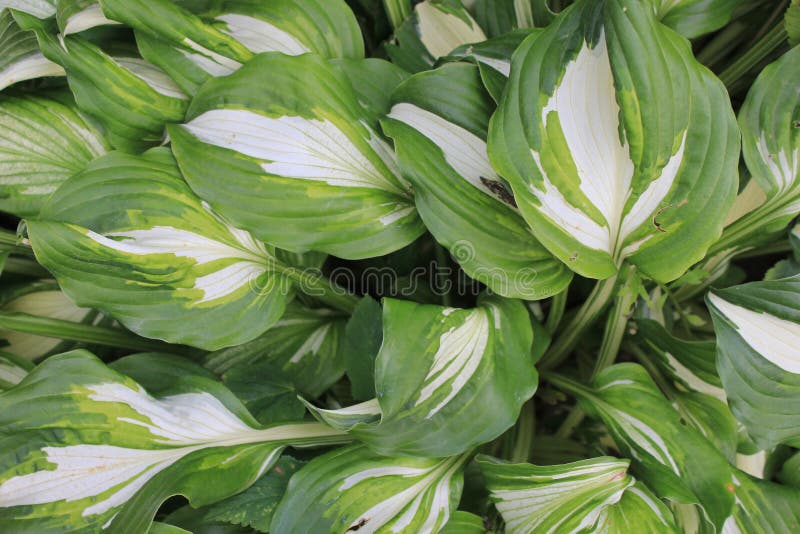 Hosta Ripple Effect stock photo. Image of young, flora - 34174428