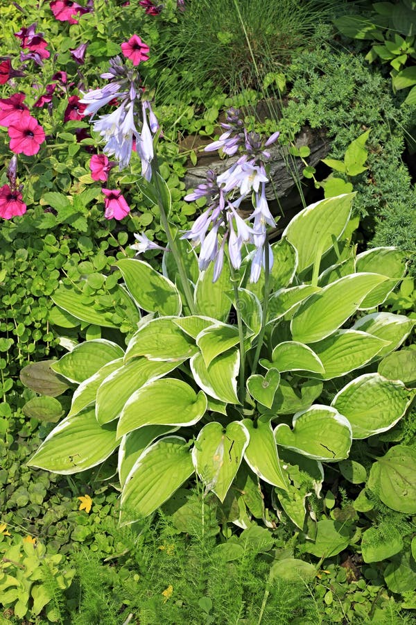 Hosta Commonly Known As Hostas, Plantain Lilies Stock Photo - Image of ...