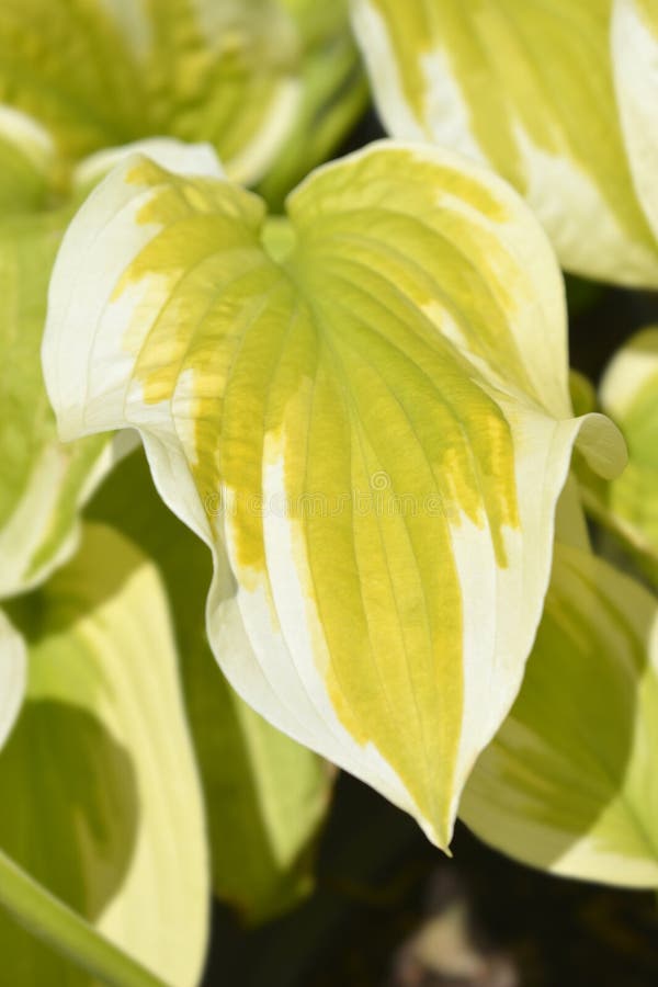 Hosta Delta Dawn stock image. Image of spring, hosta - 366465051