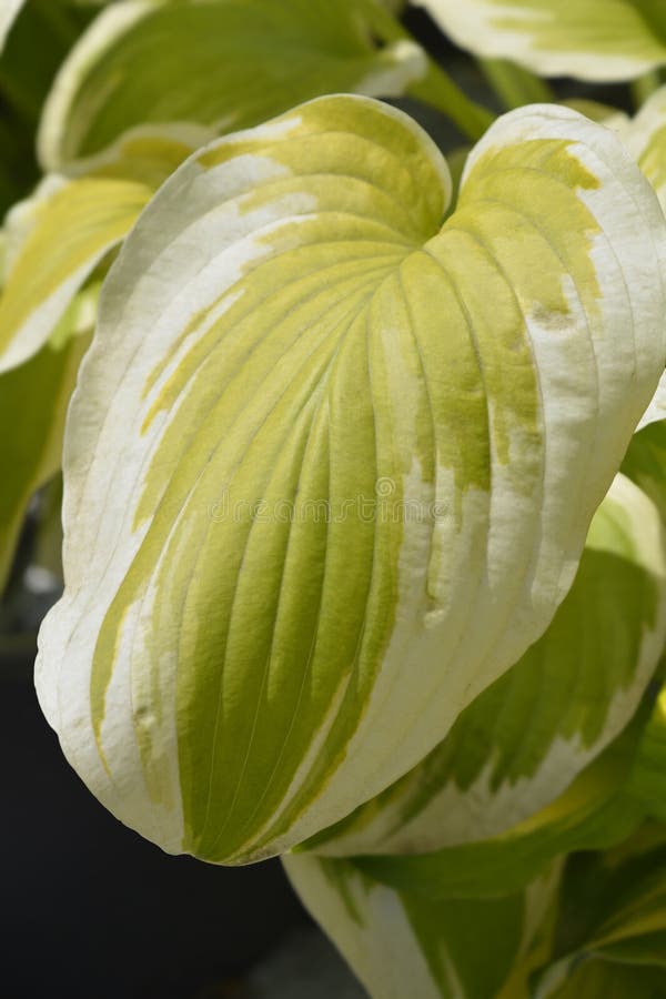 Hosta Delta Dawn stock image. Image of leaf, plantain - 382835381