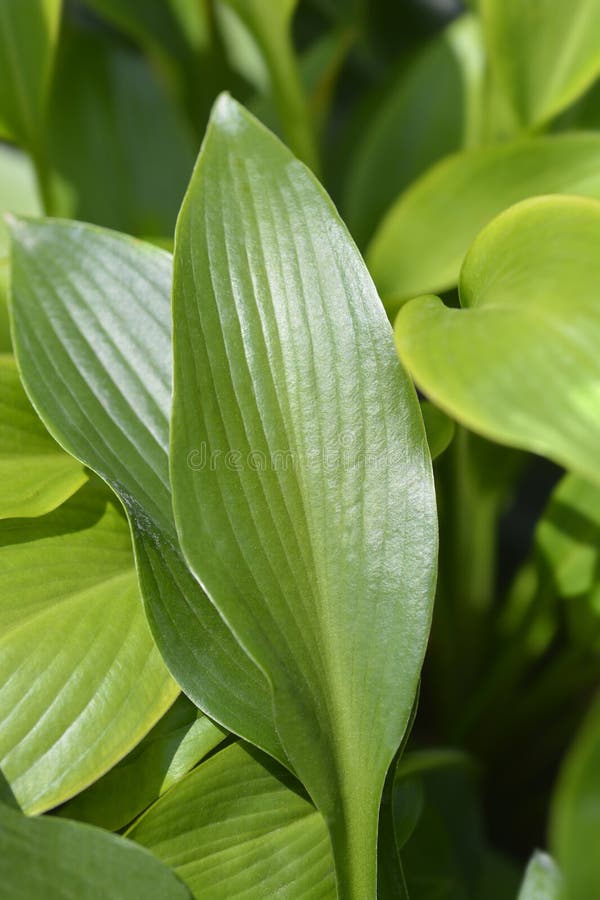 Hosta Devon Green stock image. Image of botany, green - 323087947