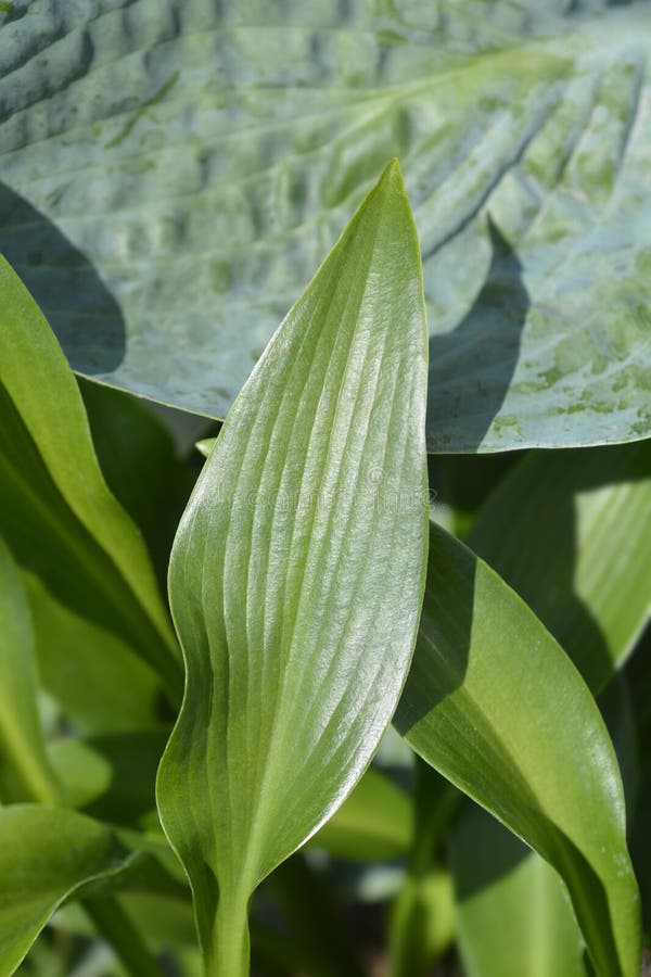 Hosta Devon Green stock photo. Image of latin, nature - 339134326