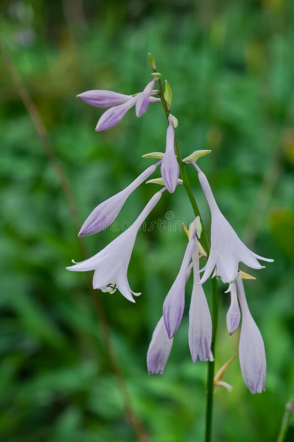 A Hosta stock photo. Image of freshness, backyard, green - 44974936