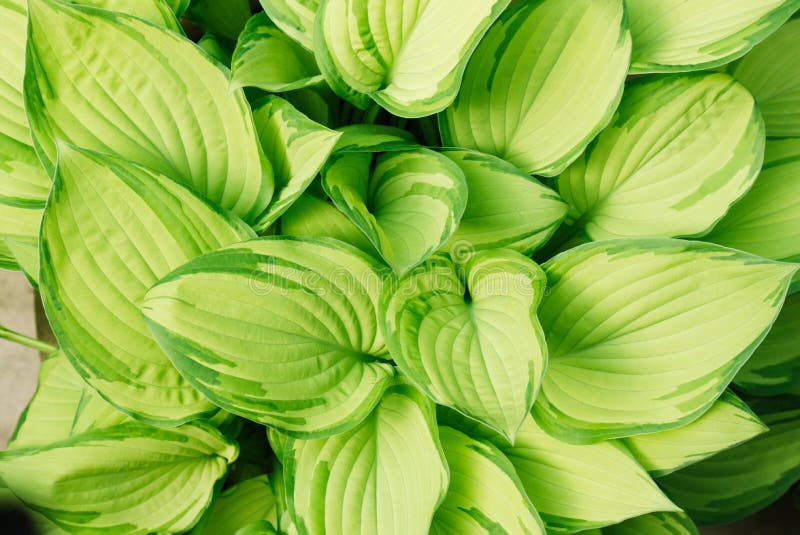 Hosta Tratt stock image. Image of hosta, texture, green - 93561373
