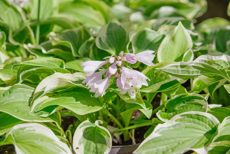Hosta Tratt stock image. Image of hosta, texture, green - 93561373