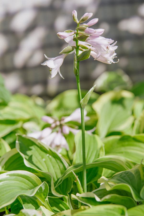 Hosta stock photo. Image of gardening, flora, design - 97756334
