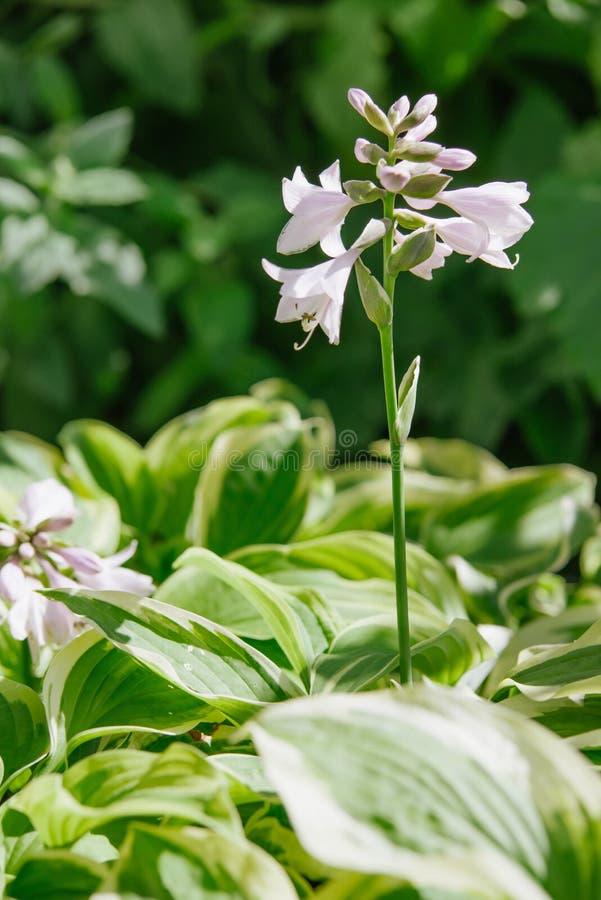 Hosta stock photo. Image of grass, lush, botanical, beauty - 97756508