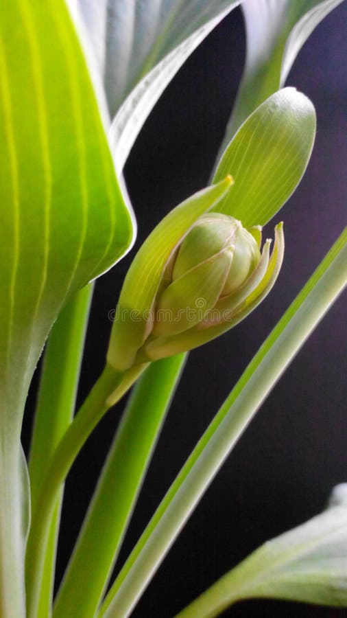 Hosta Flower Bud on Black Background Stock Image - Image of hosta, leaf ...