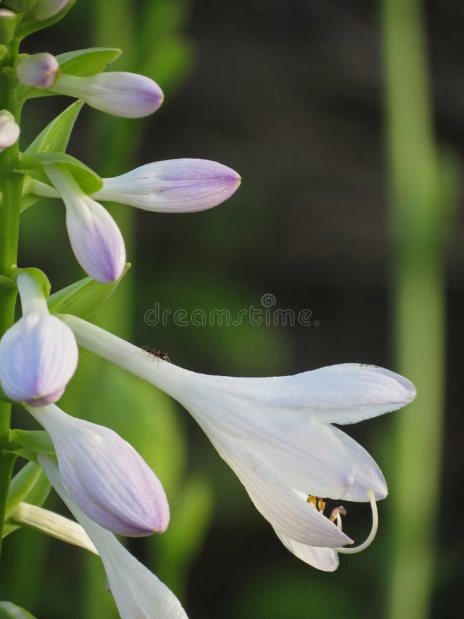Hosta flower and buds stock image. Image of white, botanical - 26350097