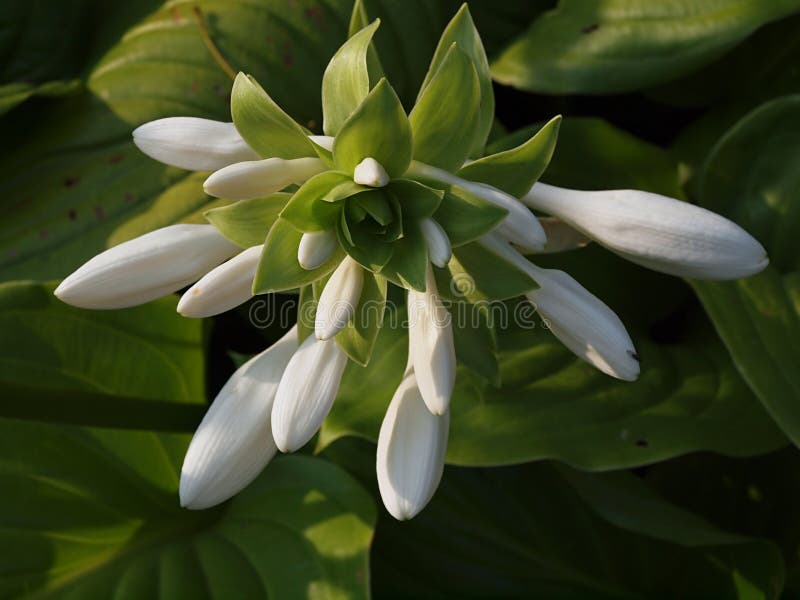 Hosta flower buds stock photo. Image of nature, natural - 31156290