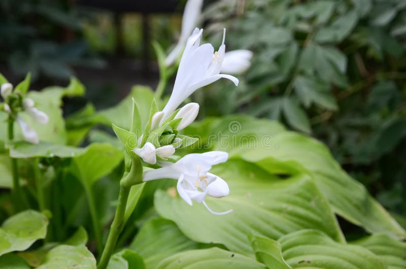 Hosta flower stock photo. Image of blooming, flower - 187119634