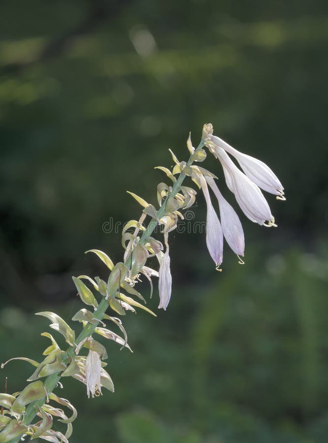 Hosta Flower Hosta Sieboldiana in Bloom Stock Photo - Image of ...