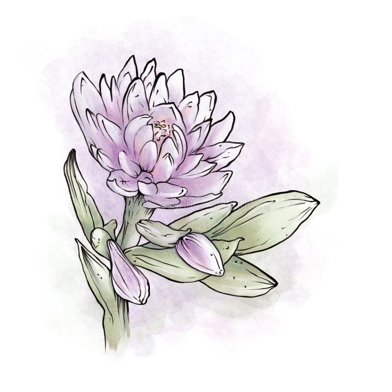 Hosta Flower, Vintage Style, Illustration, Raster Illustration ...