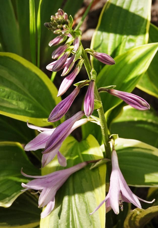 Hosta Flowers stock photo. Image of gardener, stamens - 250901016