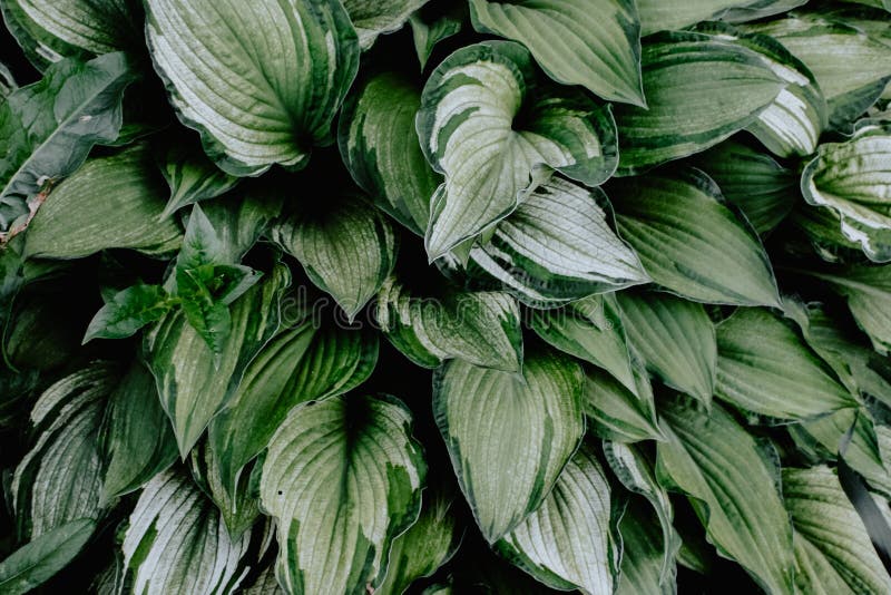 Hosta Foliage Background. Wallpaper with Green Plant Leaves Stock Photo ...
