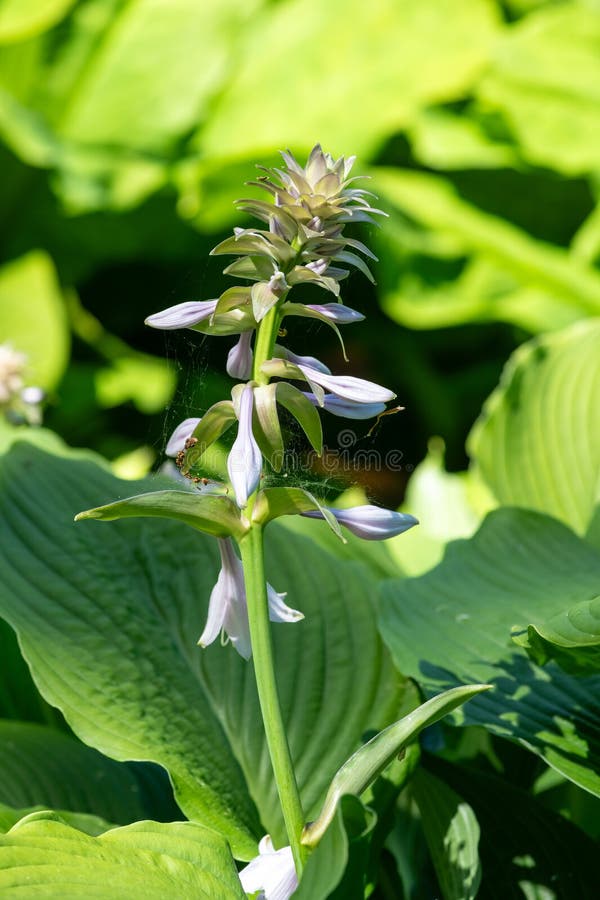 Hosta (Frances Willians) Plantain Lily Stock Photo - Image of head ...