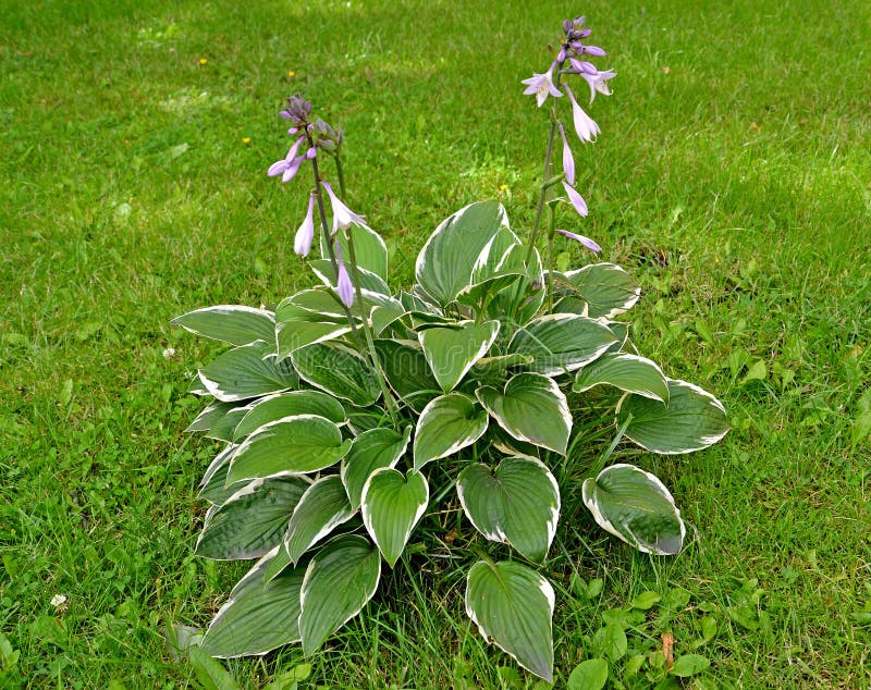 Hosta Function of the Francee Variety. Flowering Plant Stock Photo ...