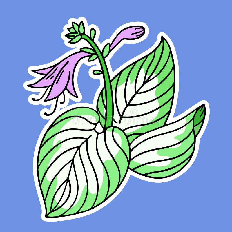 Hosta, a Garden Plant, Vector Design Element, Hand Drawn Stock Vector ...
