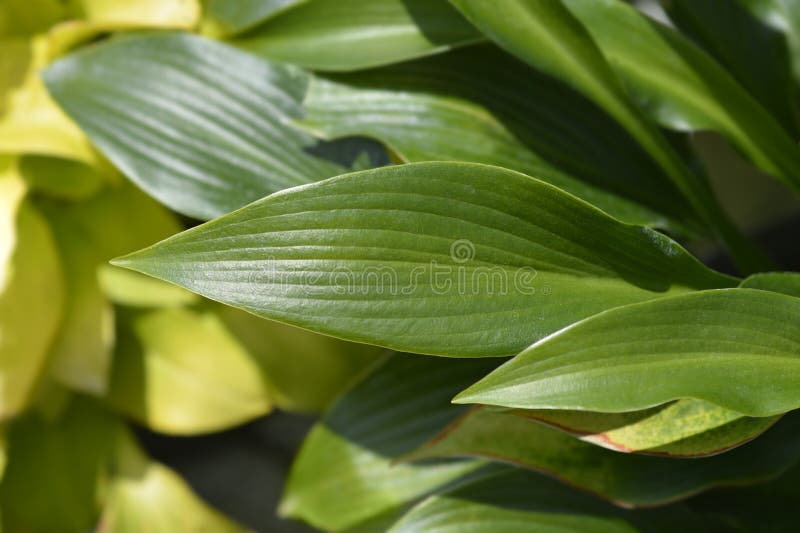 Hosta Devon Green stock image. Image of lose, spring - 322588135