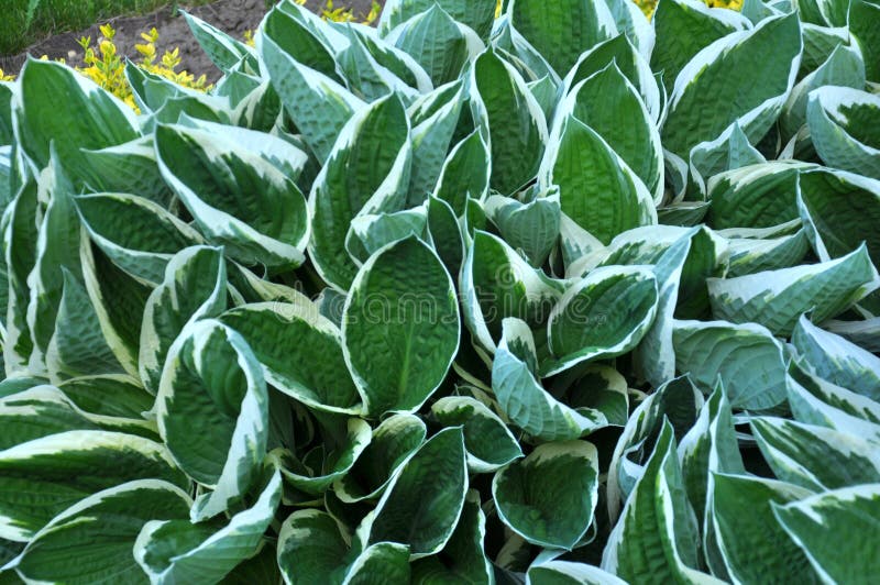 Hosta grows in the garden stock image. Image of plantain - 362184899