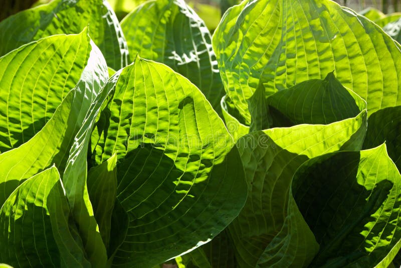 Hosta Tratt stock image. Image of hosta, texture, green - 93561373