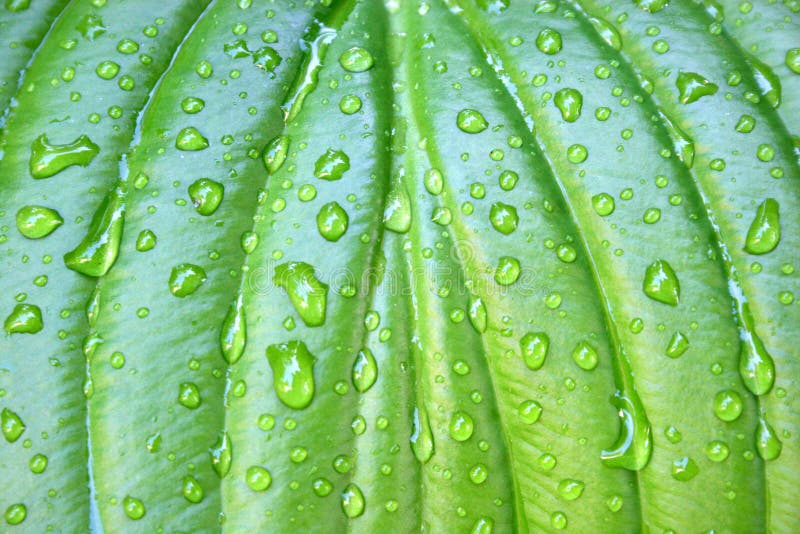 Solid green hosta leaf stock image. Image of leaves, hosta - 253895