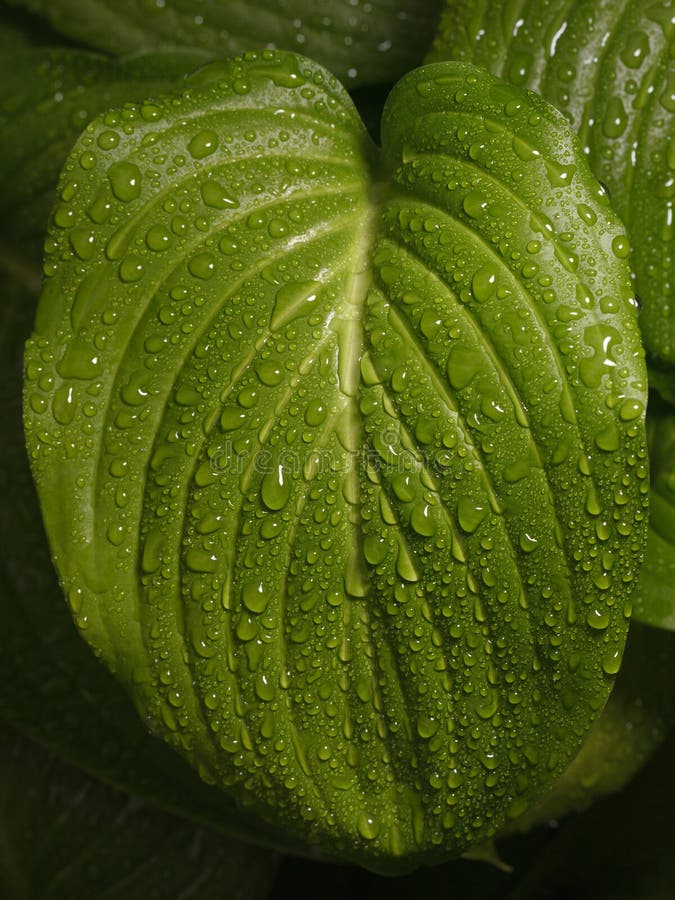 Hosta leaf stock photo. Image of environment, garden - 65718756