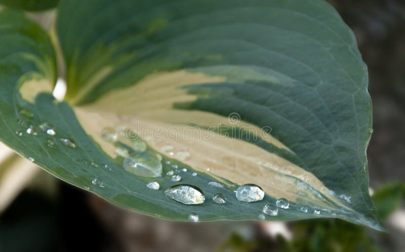 Hosta Leaf with Raindrops, Macro Stock Image - Image of environment ...