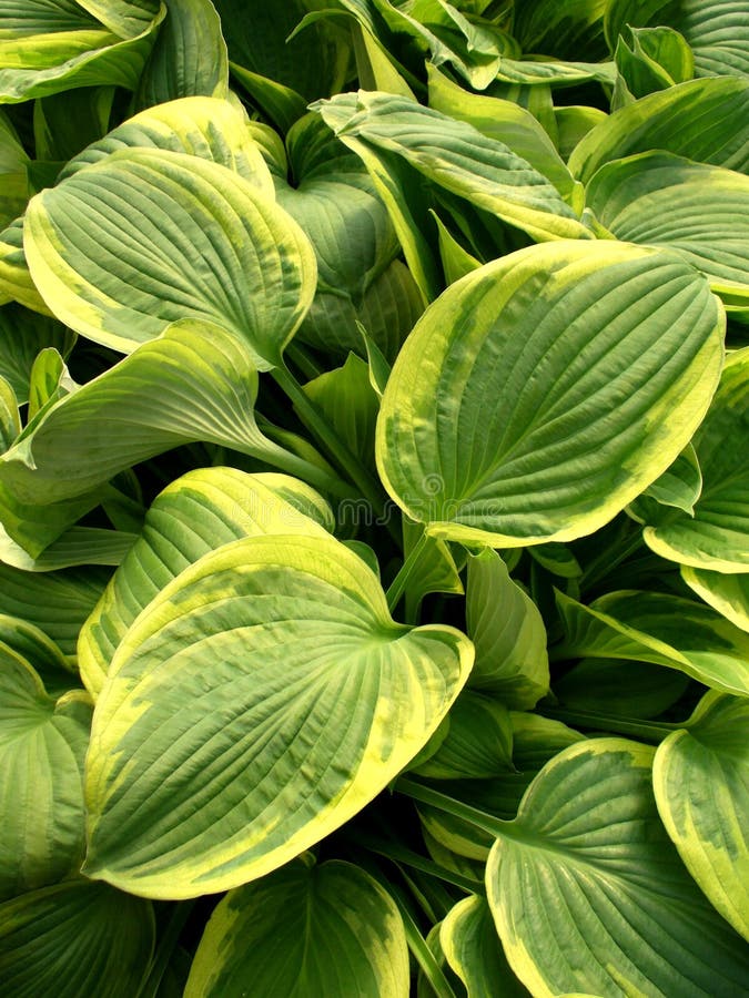 Hosta Leaves Pattern Background. Summer Plants Wallpaper Stock Image ...