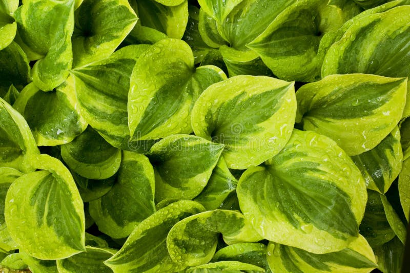 Hosta leaves stock image. Image of growth, pointed, garden - 24565515