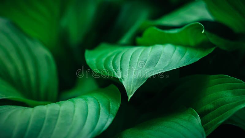 Hosta leaves close-up stock photo. Image of flora, texture - 153893256