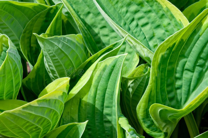 Hosta leaves stock photo. Image of plants, garden, shrubs - 49376138