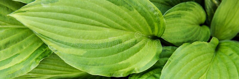 Hosta Leaves Floral Pattern Banner. Lush Green Hosta Foliage Top View ...