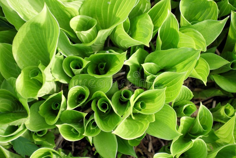 Hosta Leaves Pattern Background. Summer Plants Wallpaper Stock Image ...